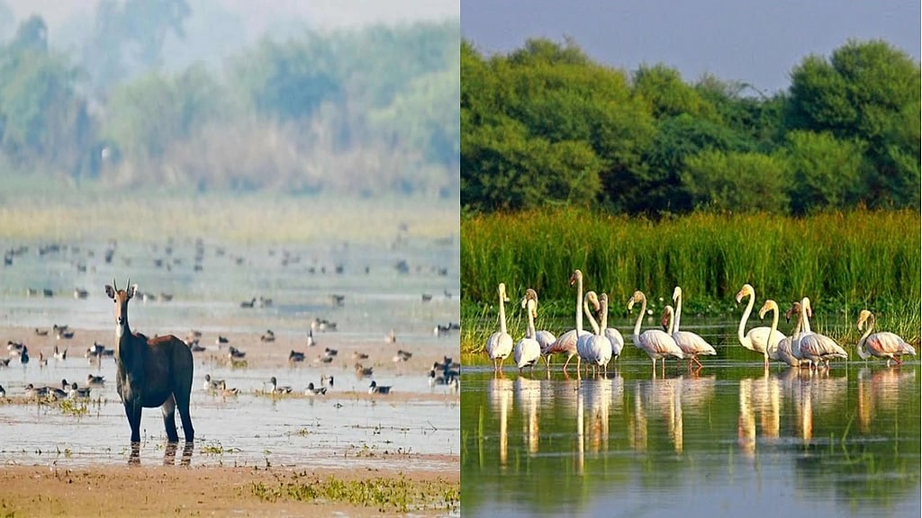 India gets Ramsar tag for 2 wetlands, PM lauds efforts