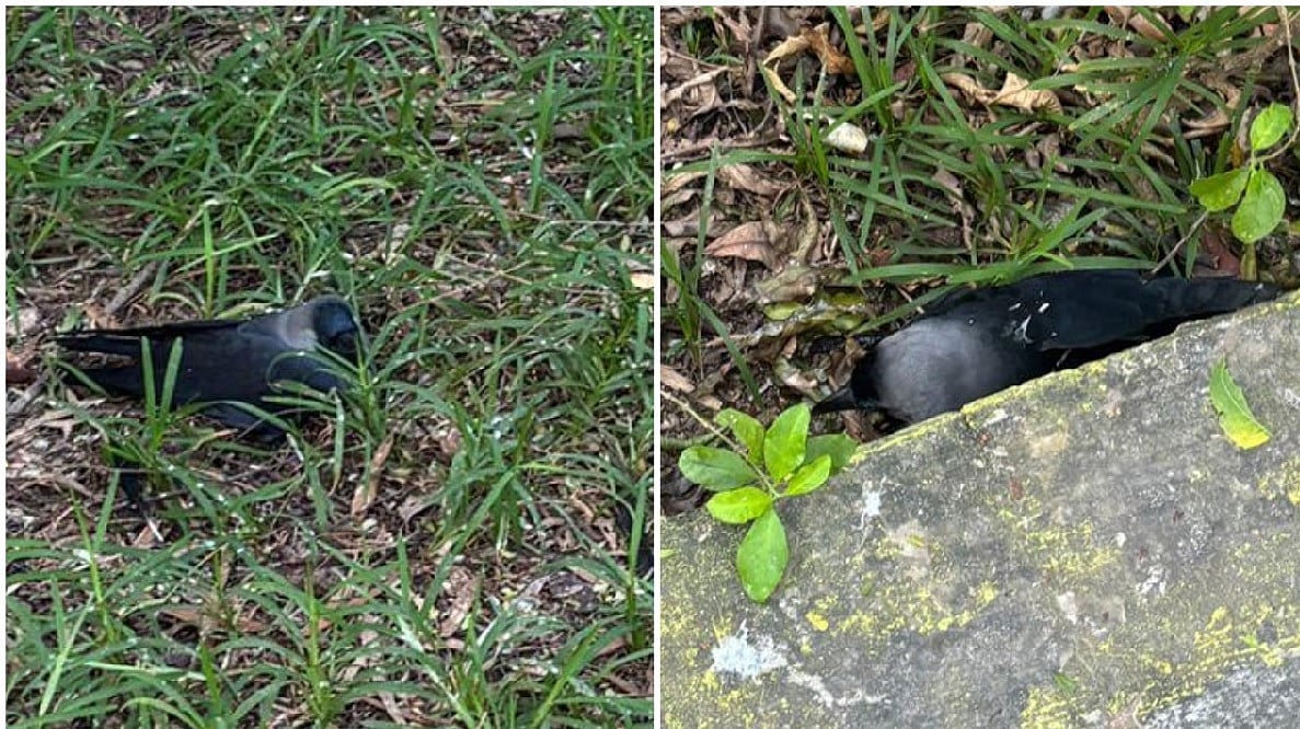 TN on high alert following reports of large-scale crow deaths in state