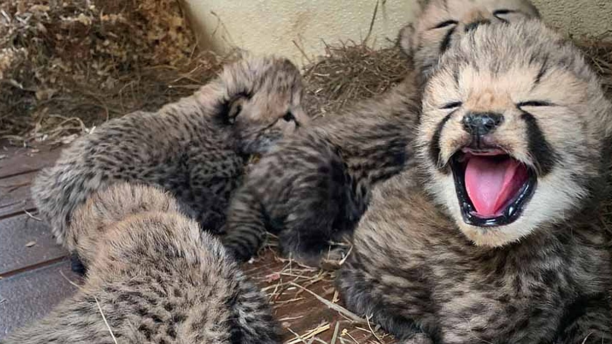 കുനോ ദേശീയോദ്യാനത്തിലെ ഒരു ചീറ്റക്കുഞ്ഞു കൂടി ചത്തു