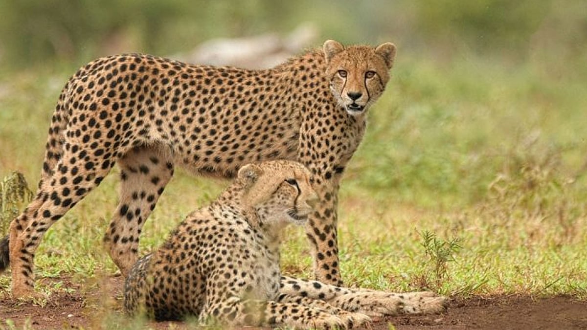 ചീറ്റകൾക്ക് മധ്യപ്രദേശിൽ ഒരു വീടു കൂടി; ഗാന്ധിസാഗർ വന്യജീവിത സങ്കേതത്തി ...