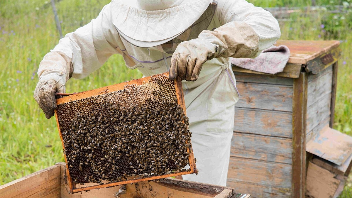 കേരളത്തിൽ ആദ്യത്തെ തേനീച്ച വളര്‍ത്തല്‍ ഉപകരണ നിർമാണ യൂണിറ്റ് | Kerala's ...