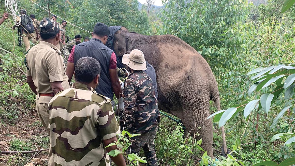 കാലിൽ കയർകുരുങ്ങിയ കാട്ടാനയ്ക്ക് വനംവകുപ്പിന്‍റെ രക്ഷാഹസ്തം