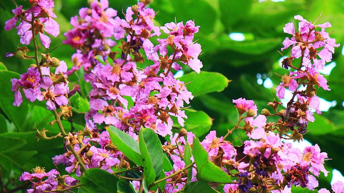 മണി മരുതുകൾ പൂത്തുലയുന്നു... ഹൈറേഞ്ചിൽ വയലറ്റ് വസന്തം Special story on ...