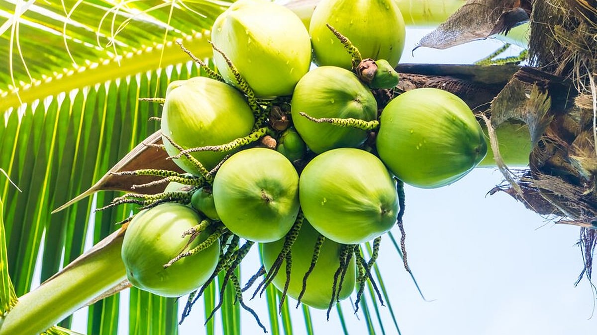 തേങ്ങയിടാനും ഇനി വാട്‌സ്ആപ്പ് | WhatsApp aid to find coconut climbers