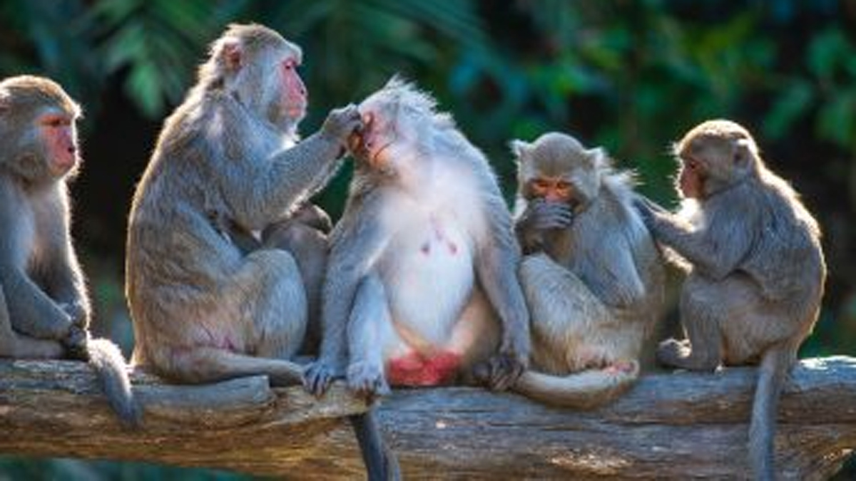 ഒരു കുരങ്ങിനെ പിടിച്ചുകൊടുത്താൽ 600 രൂപ പ്രതിഫലം