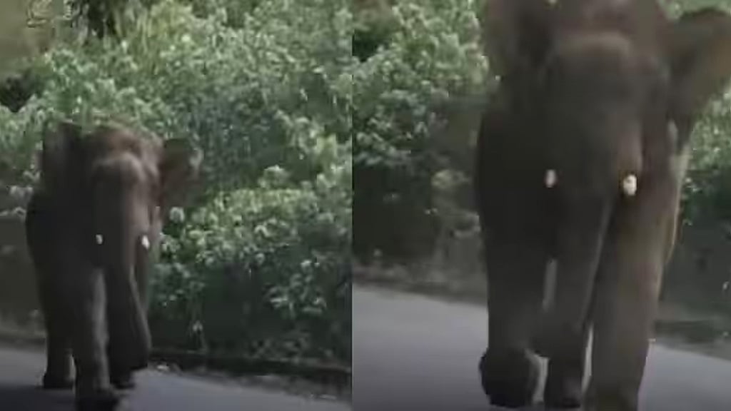 കുറ്റ്യാടി ചുരത്തില്‍ കാട്ടാനയിറങ്ങി; കാര്‍ യാത്രക്കാർക്ക് അത്ഭുതകരമായ ...