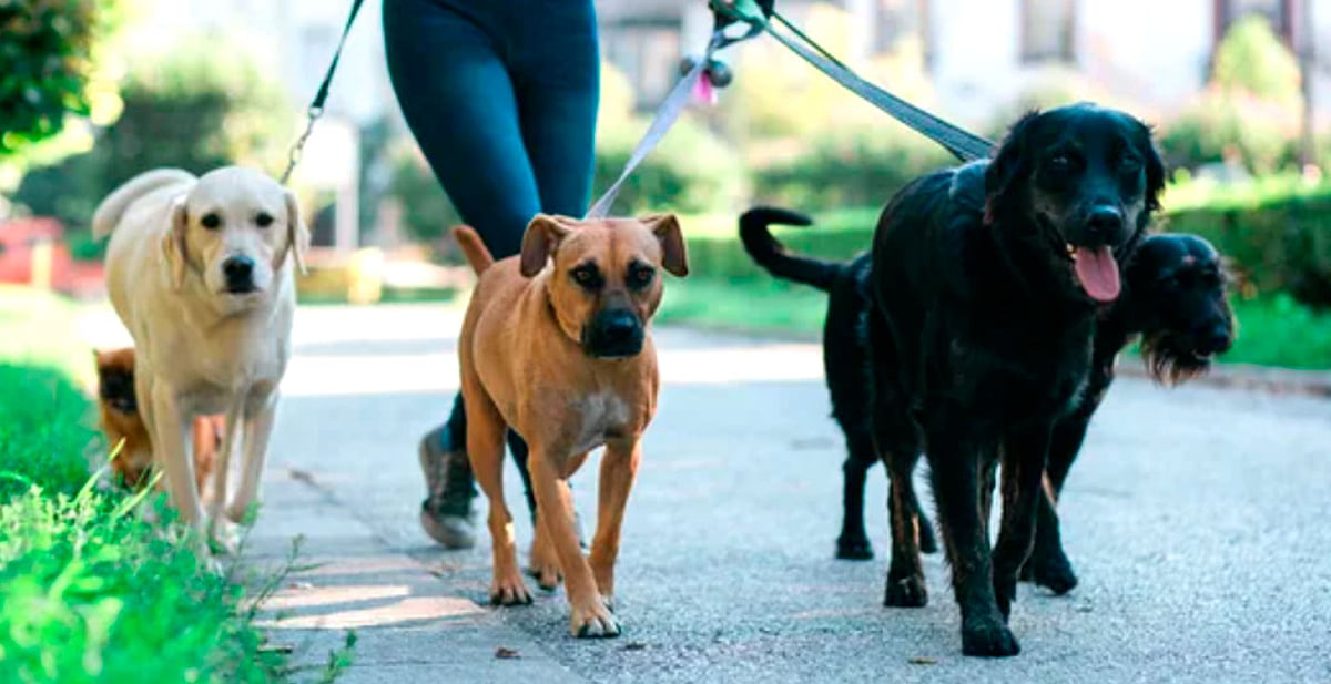Taller de Paseador de Perros en Morelia: Capacitación Profesional