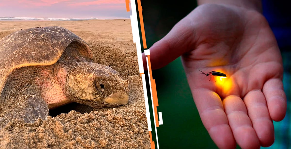 Descubre las maravillas de Michoacán este verano: tortugas, luciérnagas ...