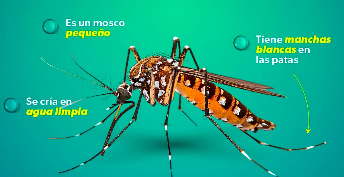 Conoce cómo actúa y luce el mosco transmisor del dengue