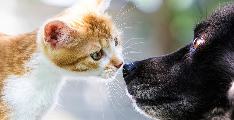 ¿Quieres un michi o lomito? Icatmi anuncia feria de la adopción en Morelia