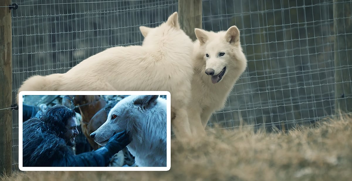 Científicos logran revivir al lobo gigante extinto hace 13,000 años