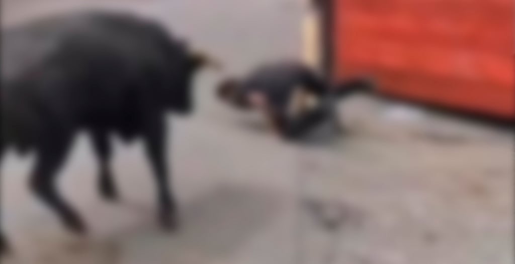 Hombre es embestido por toro durante festival en Tlaxcala [Video]