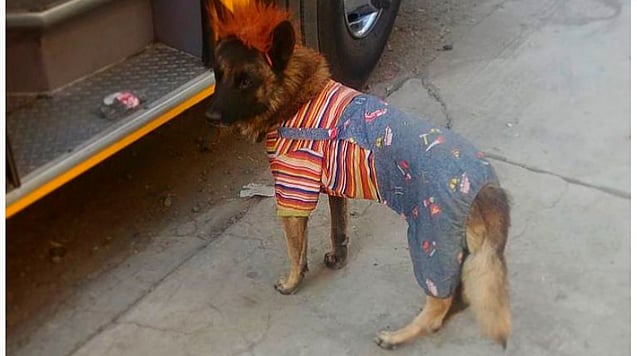 "Perro Chucky" es visto en Morelia