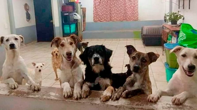 Perritos buscan casa y tú se las puedes dar; ¿cuándo? 16 y 17 de octubre