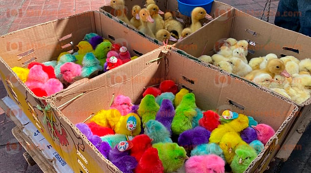 Vuelven a Morelia los pollitos pintados, la diversión a costa de su muerte