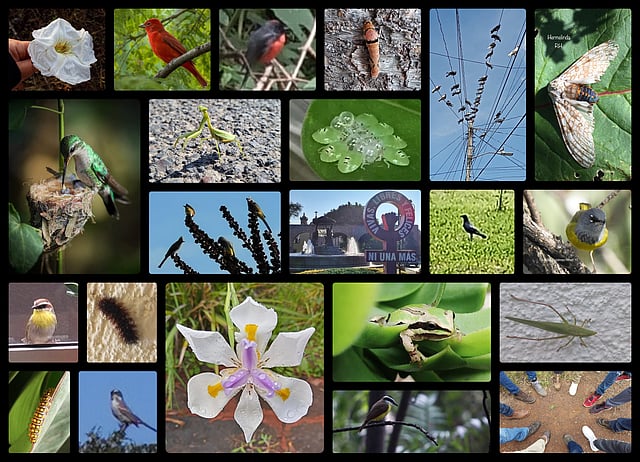 ¿Conoces la biodiversidad de Morelia? SIRUKI te lleva a pajarear y ...