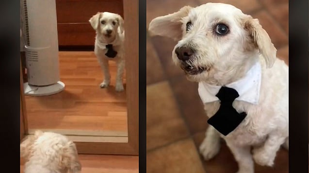 Perrito no deja de verse al espejo desde que le pusieron corbatita