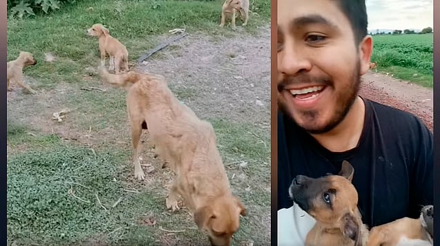 Tiran a mamá con sus 7 perritos y chavo en Michoacán los adopta
