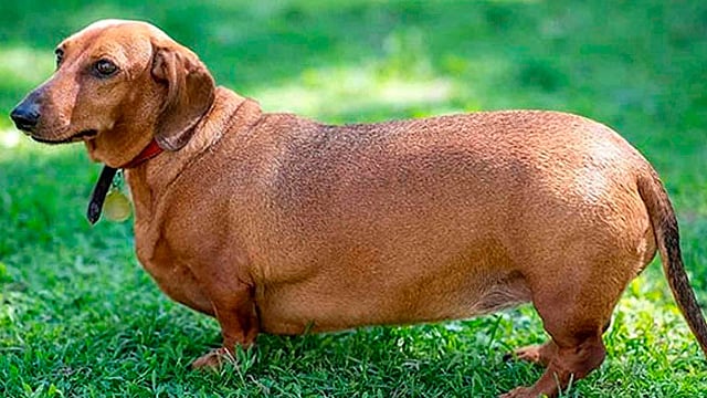 Obesidad en perritos puede reducir su vida hasta un 20%