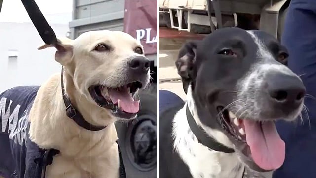Perritos rescatados por la Marina participan en su primer desfile
