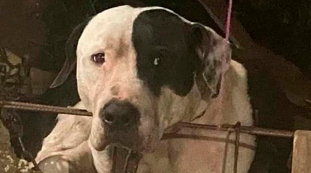Max, el pitbull que casi arranca brazo a ratero, ¡no será sacrificado!
