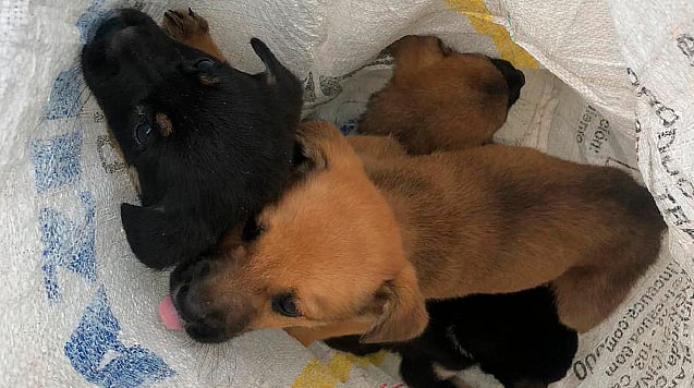 Por cada perro rescatado, habrá cinco más abandonados: veterinario ...