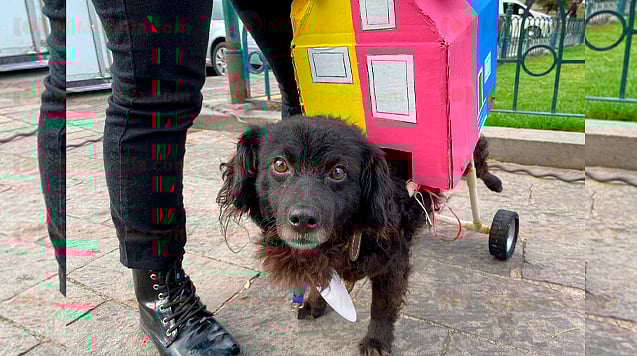 Realizan primera "Pasarela del Perror" en Morelia