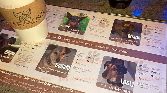 Restaurante en Morelia usa como manteles fotos de perritos para que los ...
