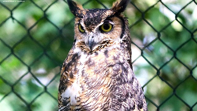 Búho cornudo, importante eslabón en el mundo animal