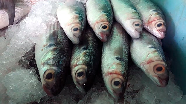 Concluye veda temporal de pesca de pez "Lisa", en Michoacán