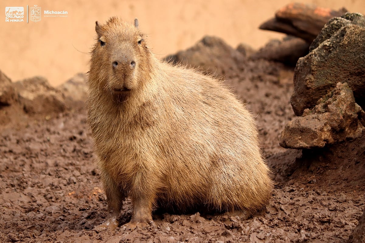 ¿Sin planes? Conoce a los capibaras, los preferidos de los niños en el ...