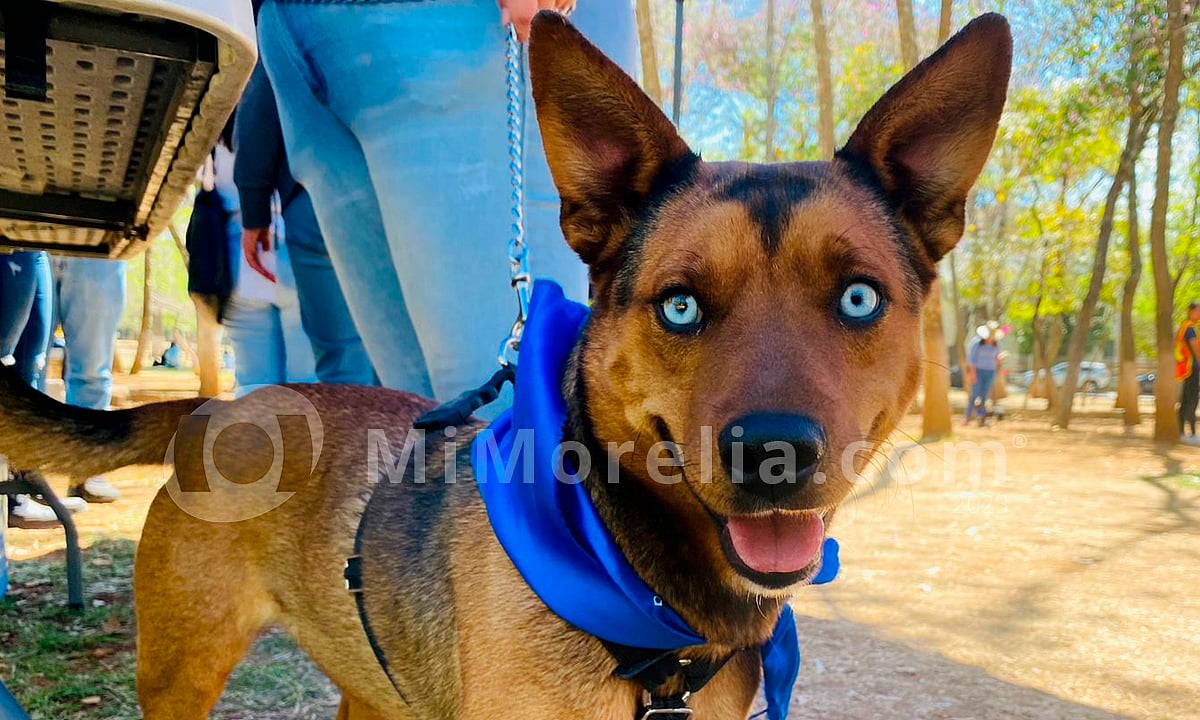 Cada 22 días realizarán ferias de adopción de perritos y gatitos: CAAM