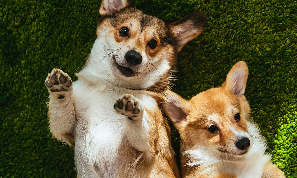 Encuentra el amor en un perrito en feria de adopción este sábado, en ...