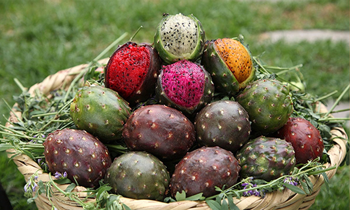 Invitan en Arteaga al Festival del Pitire y la Pachona