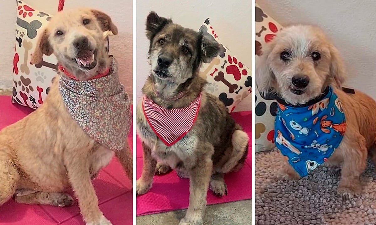Perritos rescatados de la colonia Guadalupe, listos para ser adoptados