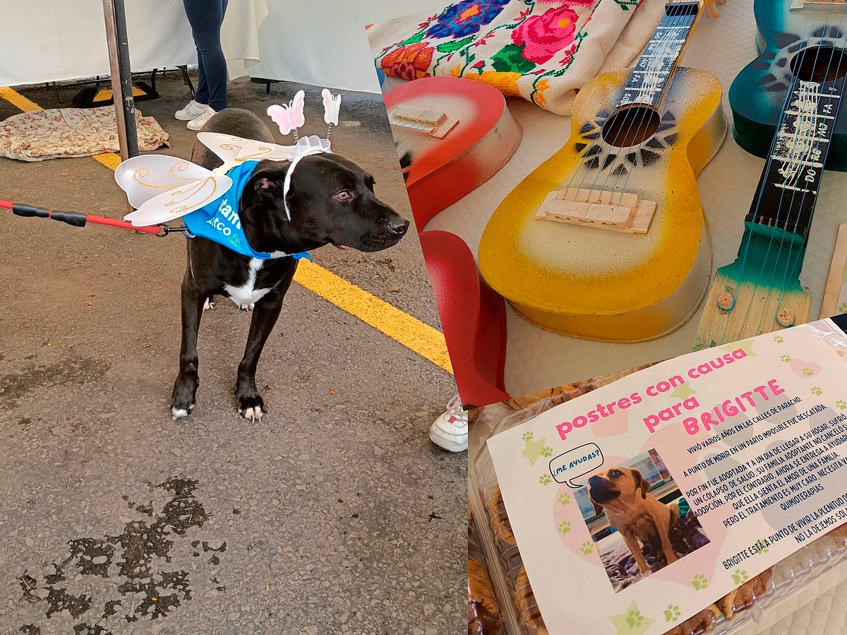 Perritos de Paracho vienen a Morelia para recaudar fondos y de paso ...