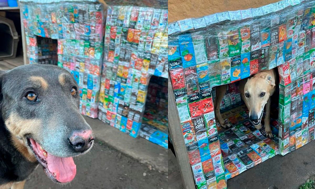 Escuela crea casas para perritos rescatados con cajas de jugos