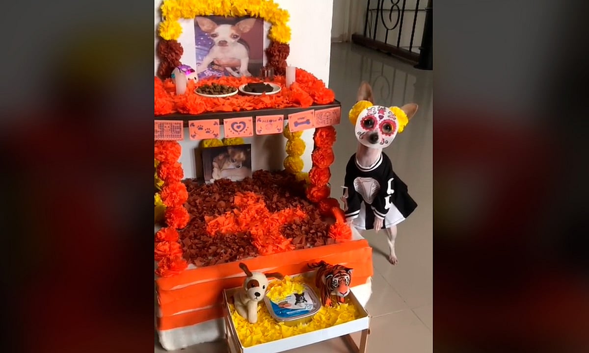 Disfrazan a perrito de catrina y posa en ofrenda; se viraliza en redes ...