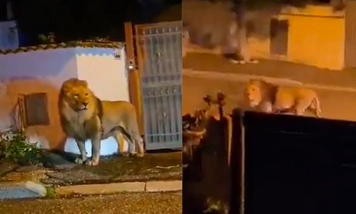León escapa del circo Rony Roller y provoca pánico en las calles de ...