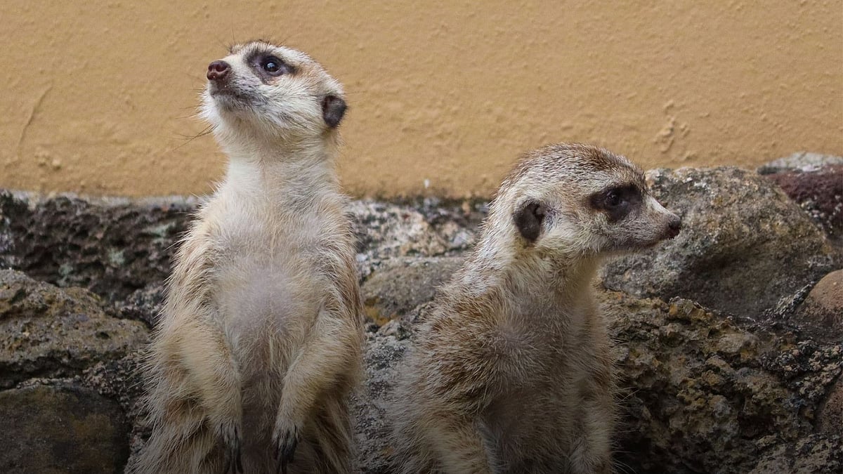 Las Suricatas Llegan Al Zoo De Morelia Descubre Sus Curiosidades Y Hábitat