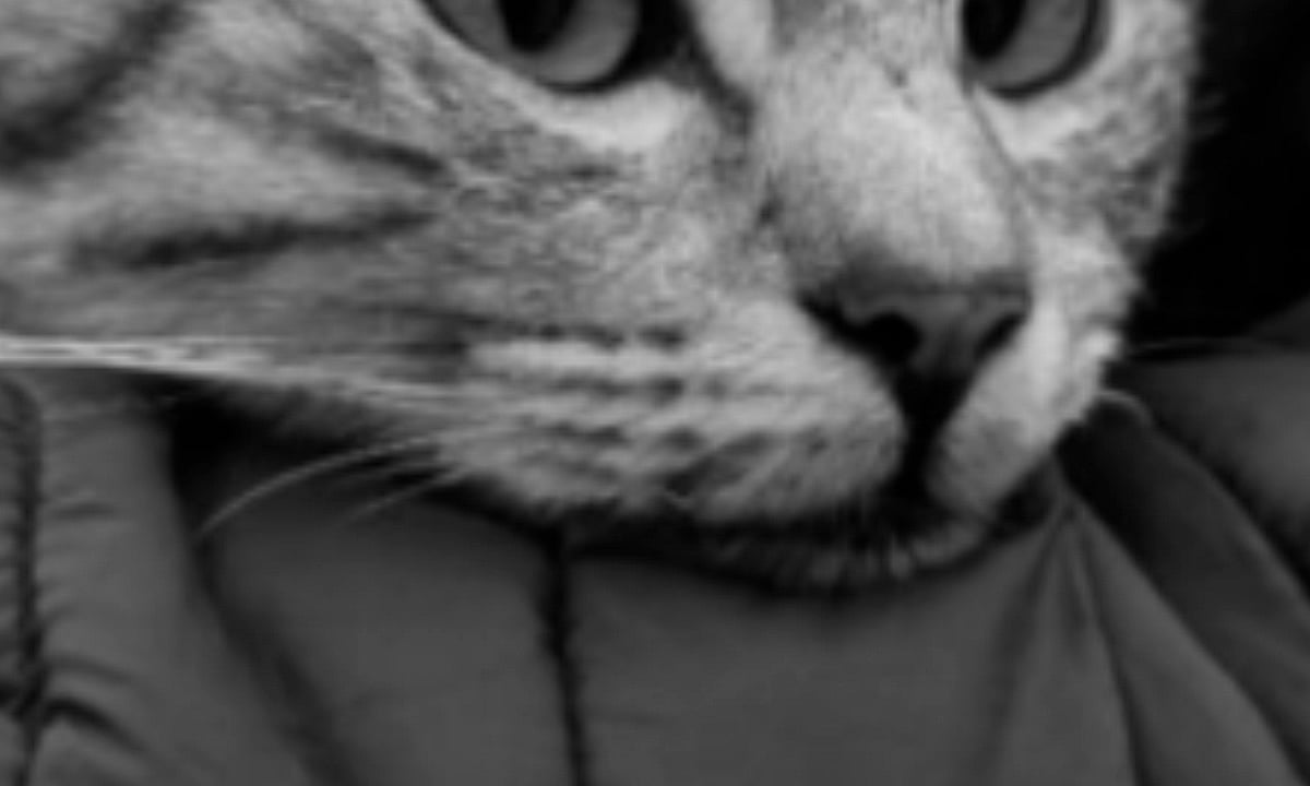 México: niños abandonados en casa intentan cocinar un gato para comer