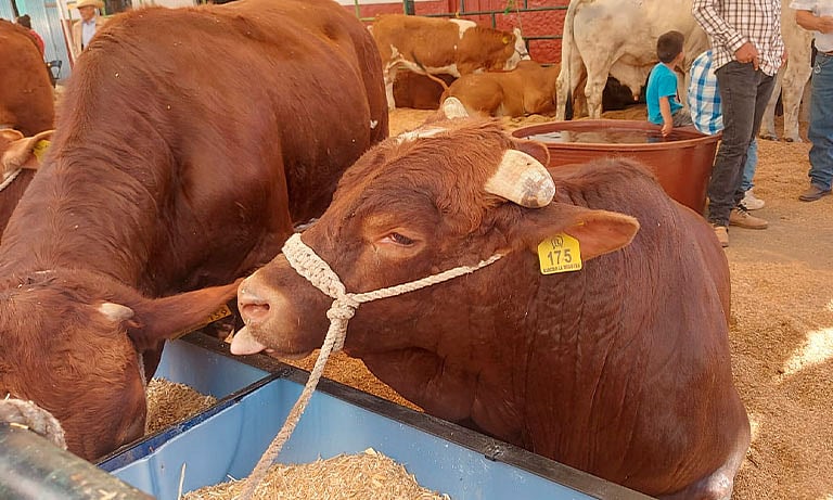 Identificación de Ganado en Michoacán: Avances del SINIIGA y SINIDA con ...