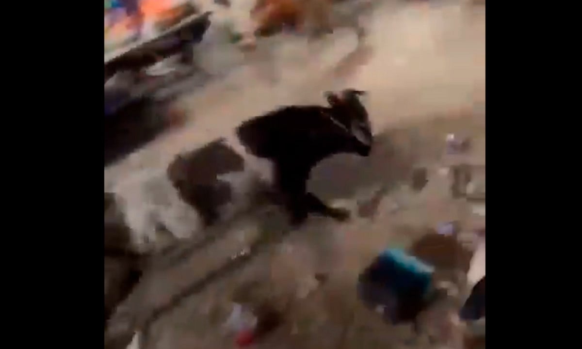 Toro se escapa de ruedo durante feria y hace correr a todos [Video]