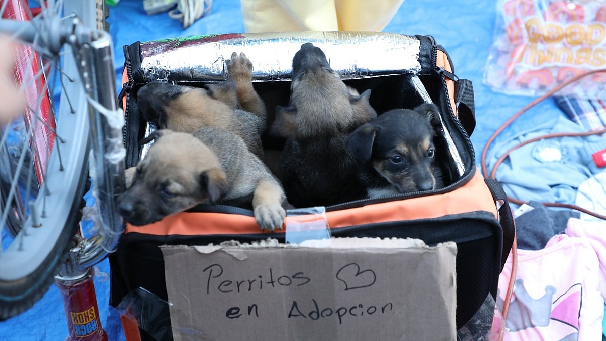 Rescate de Animales en Morelia: Perritos y Aves Salvados de Venta Ilegal