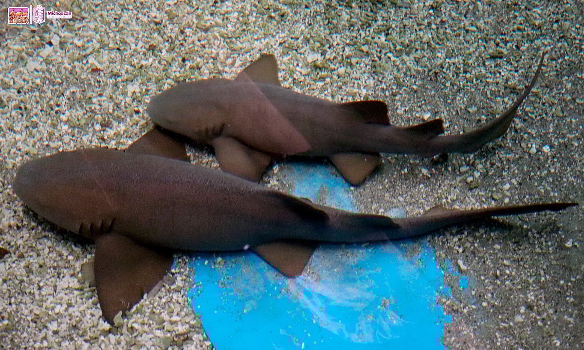 Descubre los Encantadores Tiburones Gata en el Zoológico de Morelia ...