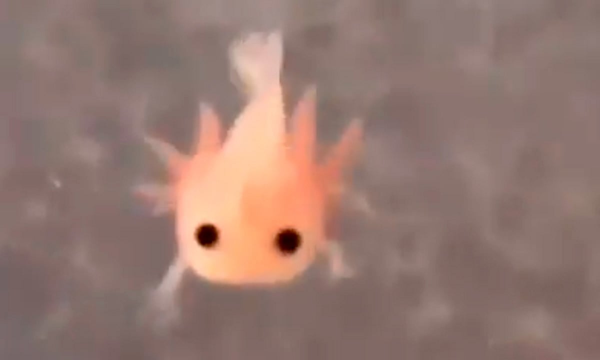 Bebé Ajolote Cautiva en Redes con su Primer Nado en Xochimilco