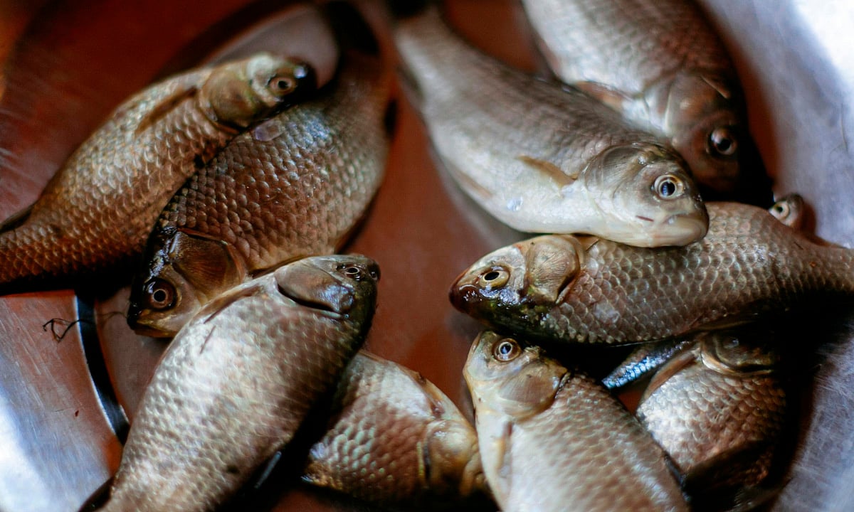 Pescado Chino vs Productores de Michoacán: Precios y Calidad en Competencia