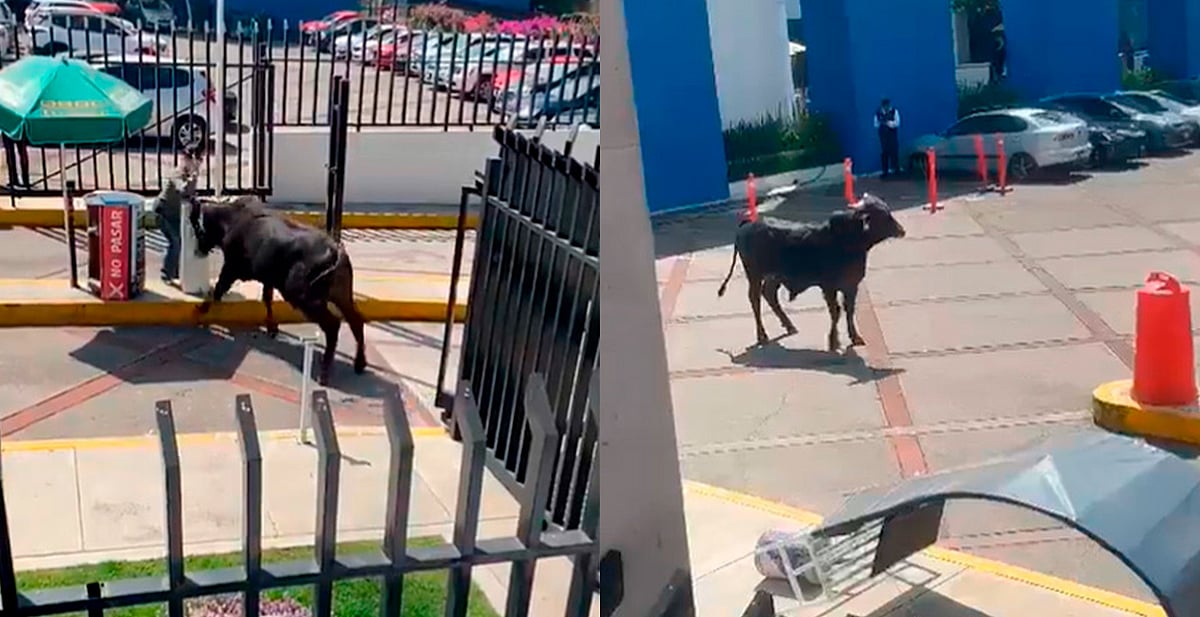 Toro Sorprende en Universidad La Salle Pedregal, CDMX - Rescate Sin Heridos