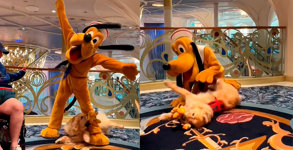 Perrito conoce a Pluto en crucero Disney: Emotivo encuentro viral en ...