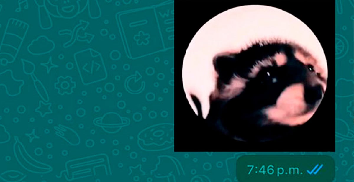 Descarga los stickers del Mapache Pedro para WhatsApp y únete al trend ...